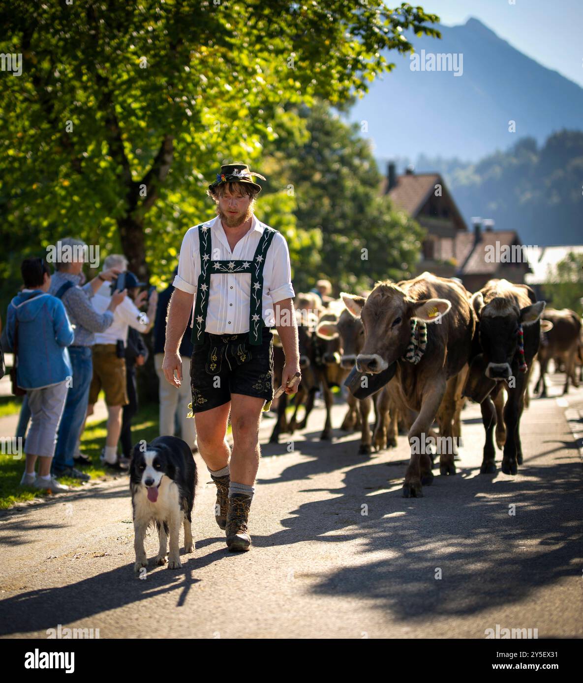 21.09.2024, Deutschland, Bayern, Allgäu: Viehscheid, Almabtrieb in ...