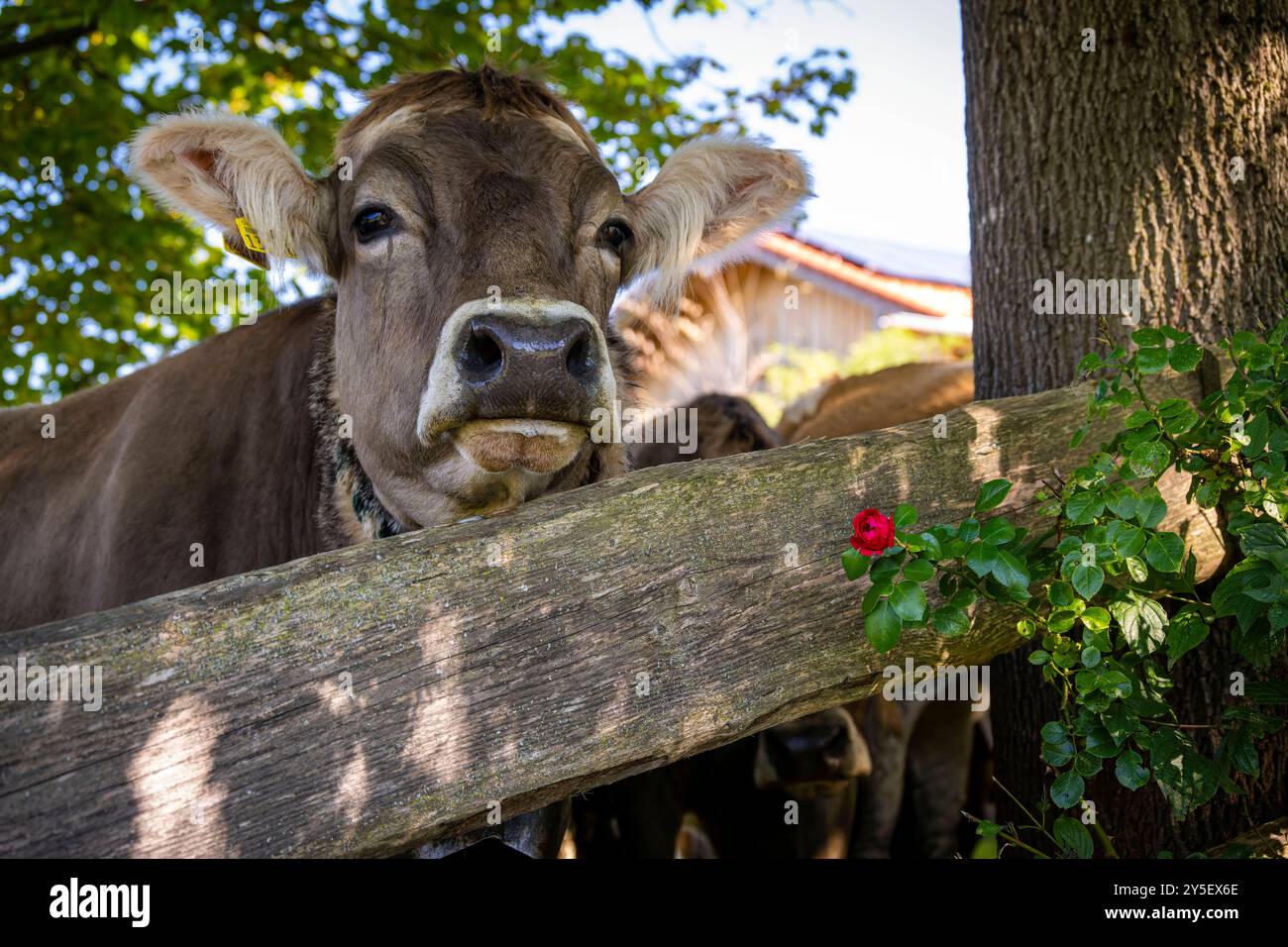 21.09.2024, Deutschland, Bayern, Allgäu: Viehscheid, Almabtrieb in ...