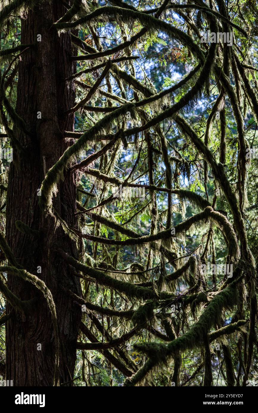 Trees in the forest at Hidden Groves near Sechelt, on the Sunshine ...