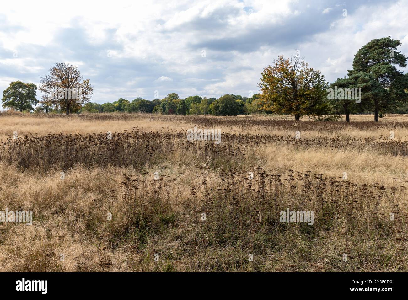 London, UK. 21st September, 2024. A general view of Whitewebbs Park, a ...
