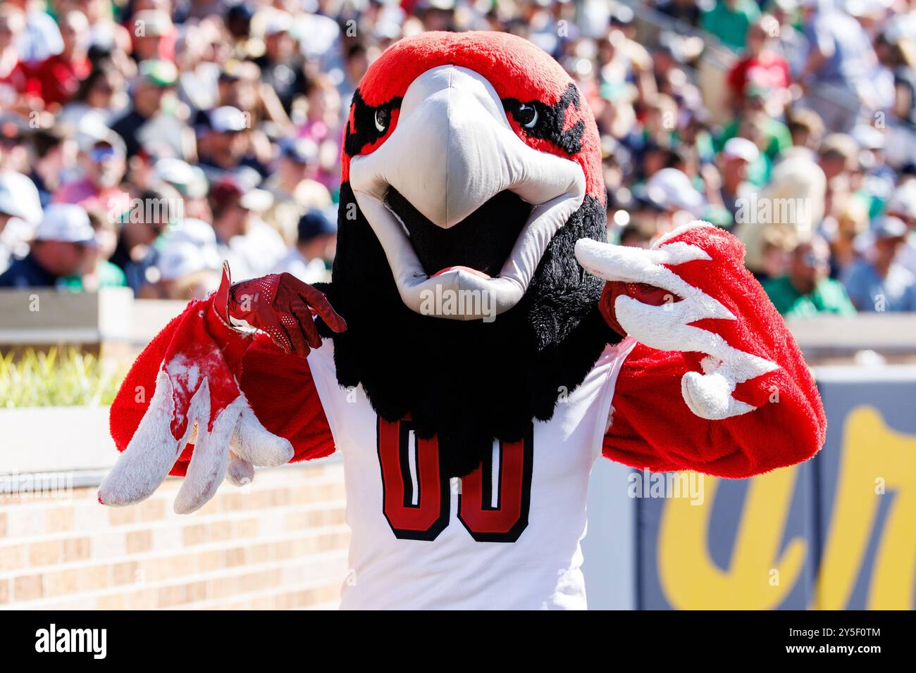 Redhawk hi-res stock photography and images - Alamy