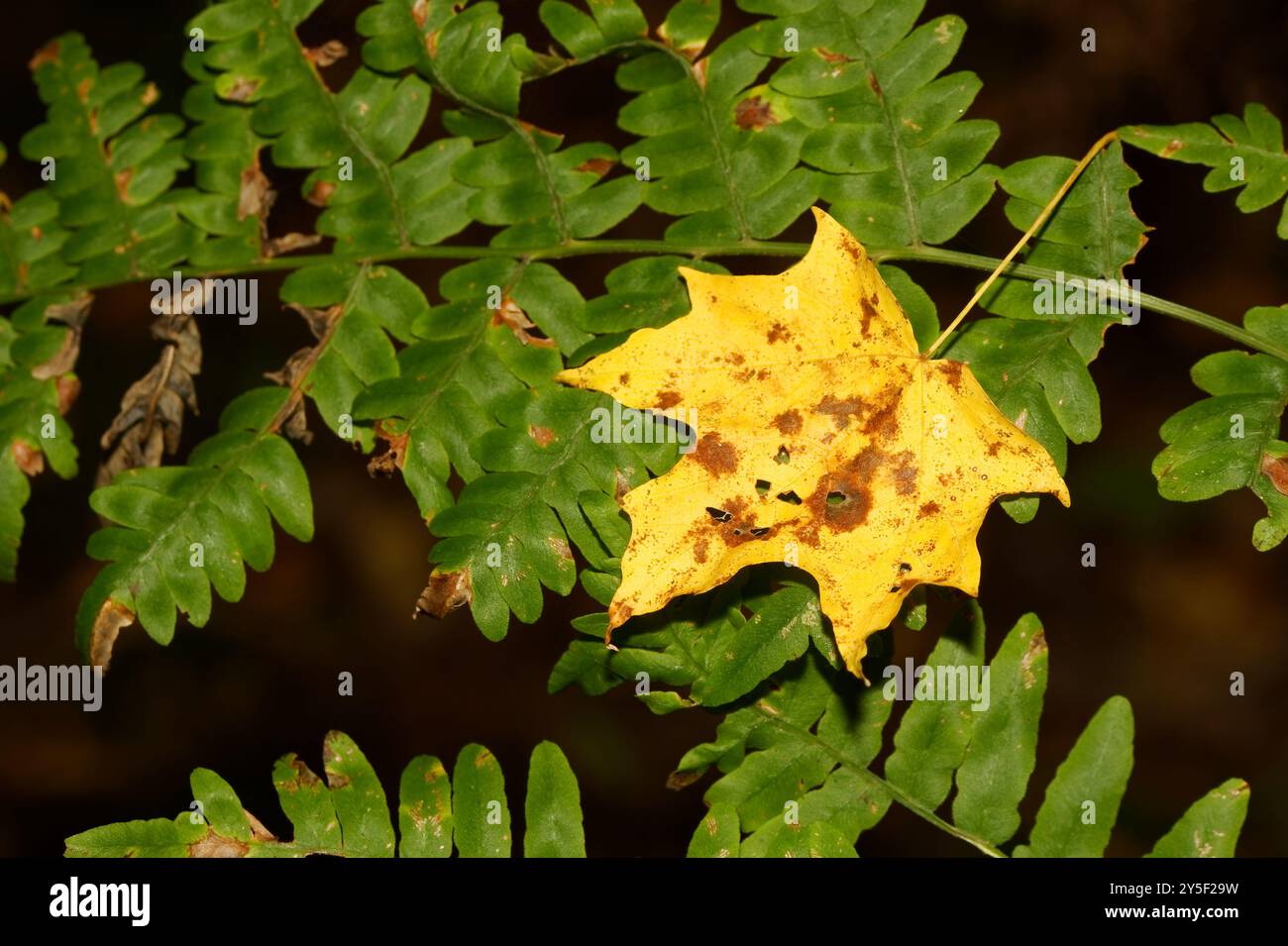 Fallen fern maple leaves hi-res stock photography and images - Alamy