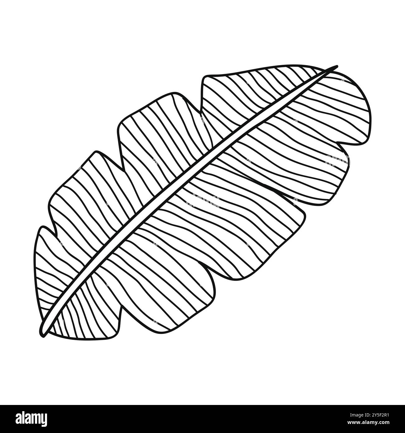 Banana leaf line art hand drawn vector illustration Stock Vector Image ...