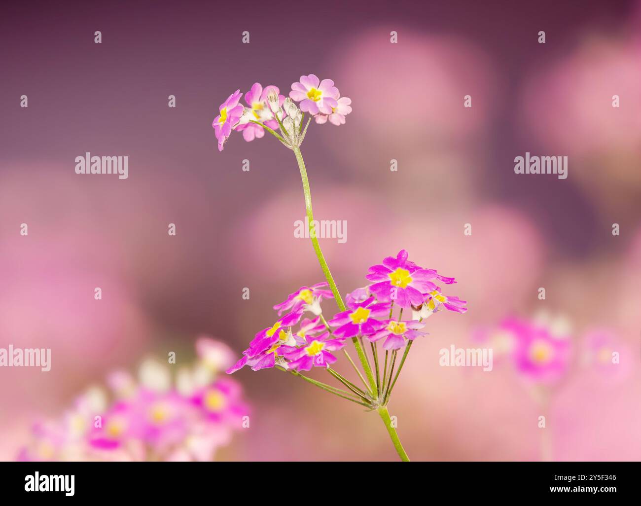 Primula malacoides, called the fairy primrose or baby primrose, is a ...