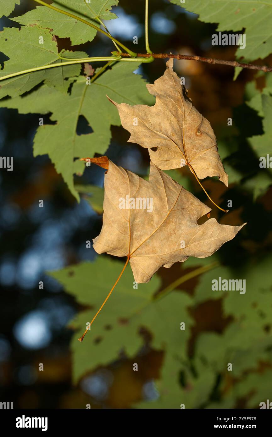 Dead brown maple leaves hi-res stock photography and images - Alamy