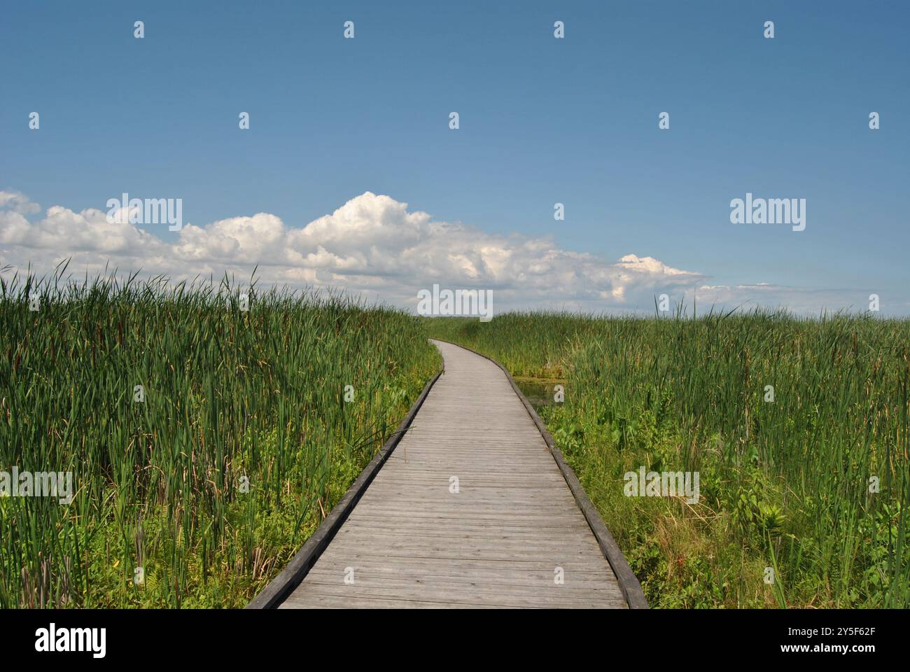 Boardwalk with no people on a marsh at Point Pelee National Park in ...