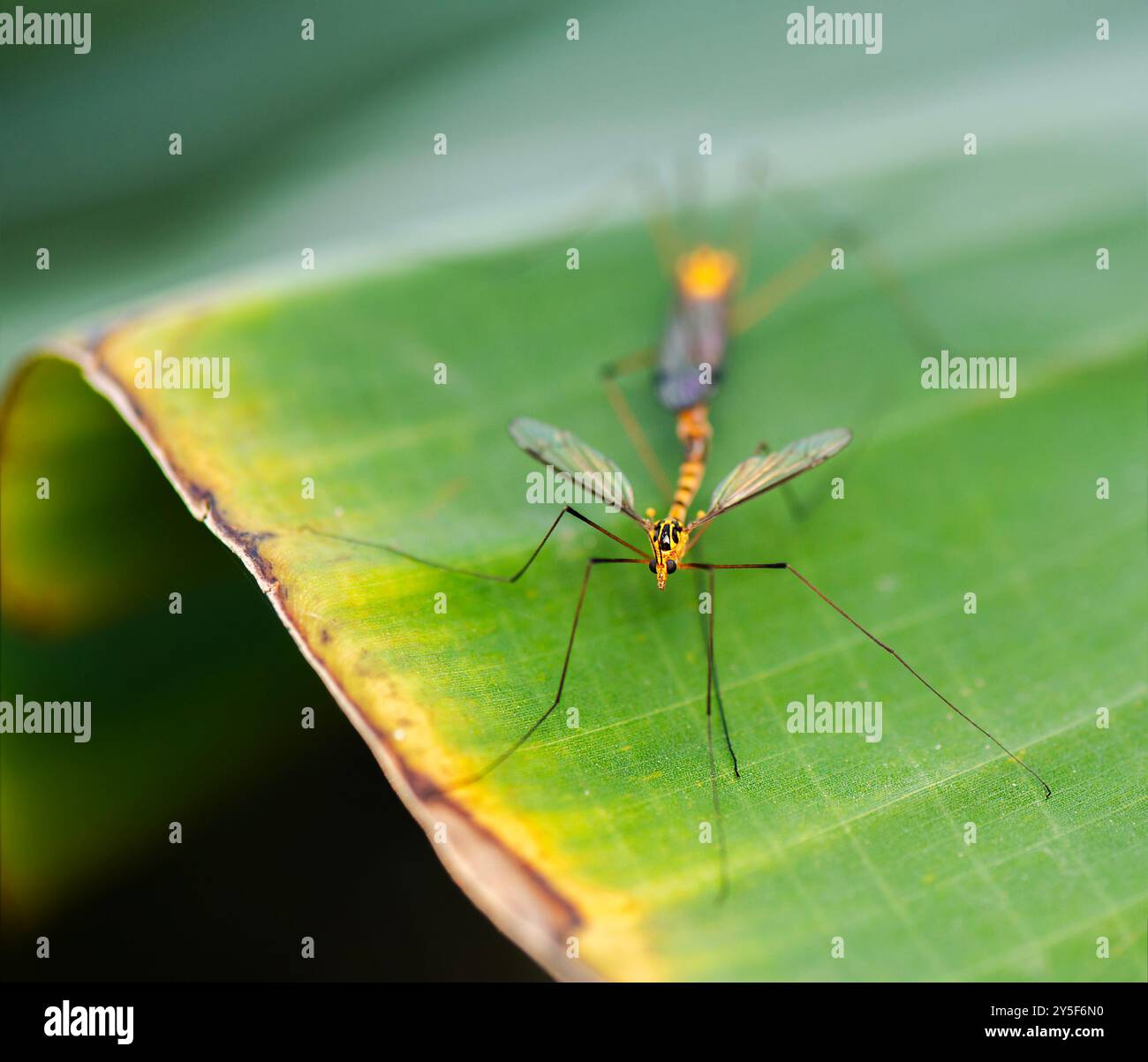 Nephrotoma is a genus of crane flies. Nephrotoma species have a ...