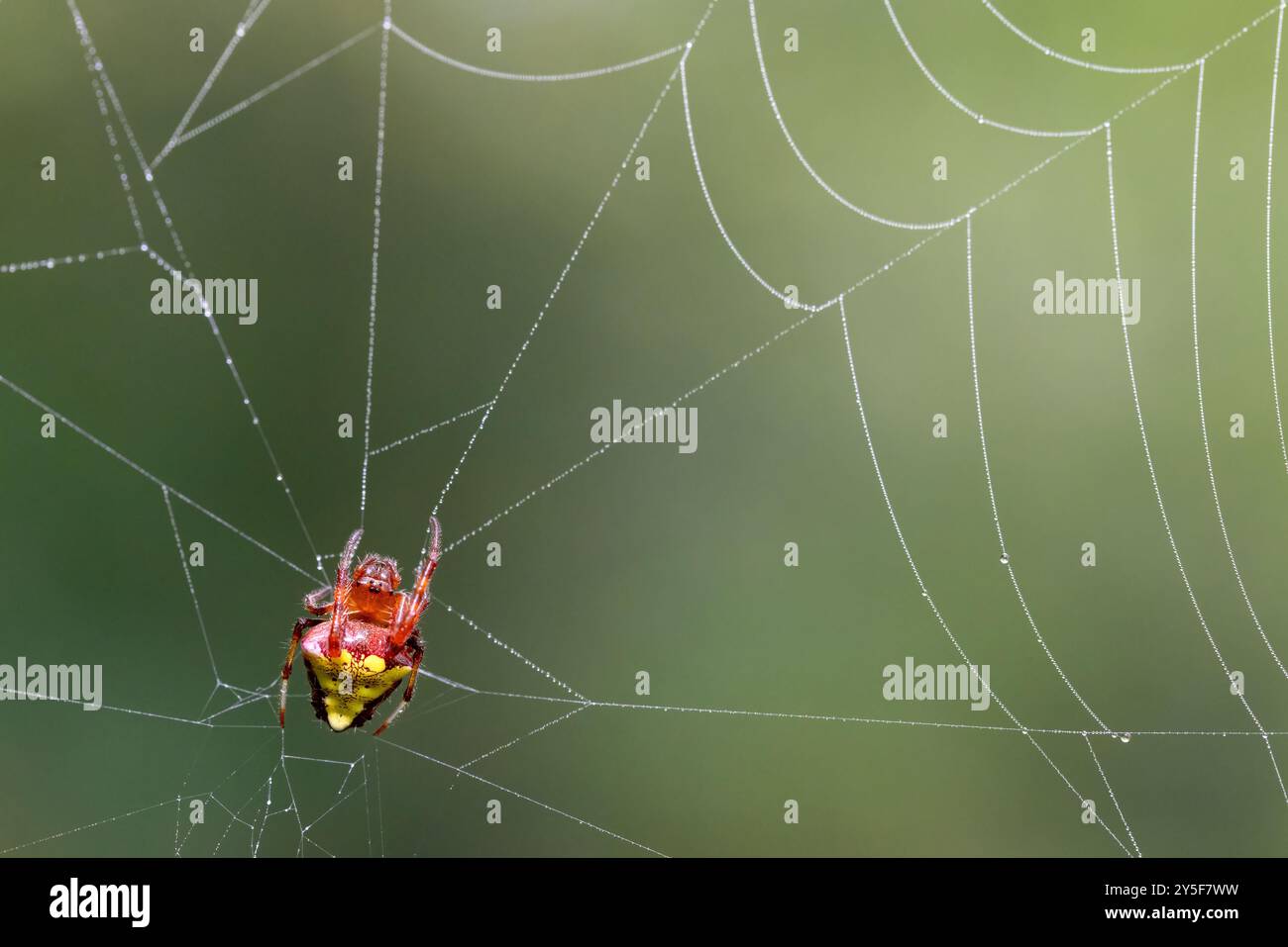 Female Arrowhead Orb Weaver Spider(Verrucosa arenata) on web - Brevard ...