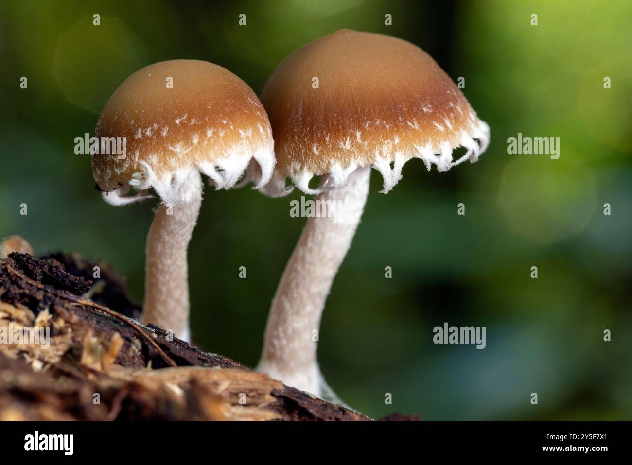 Close-up of Brittlestem Mushrooms(Psathyrella sp) - Brevard, North ...