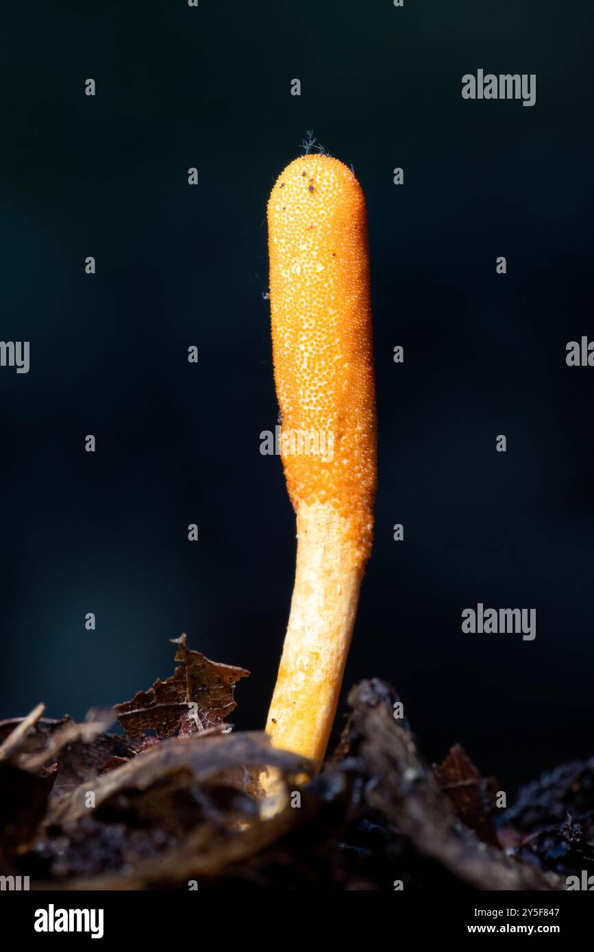 Cordyceps militaris (Scarlet Caterpillar Club) fungi - DuPont State ...