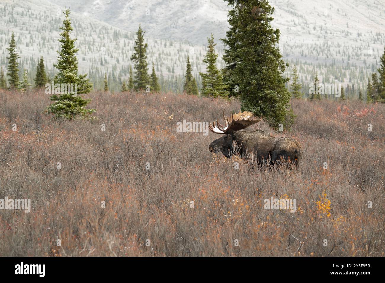 Bull moose with large antlers in the rut, Denali National Park, Alaska ...