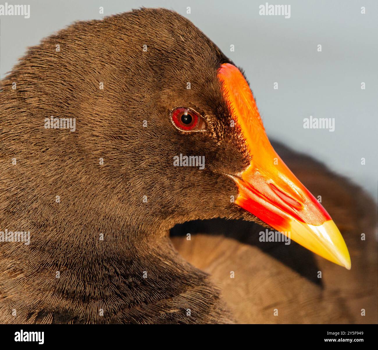The dusky moorhen is a bird species in the rail family and is one of ...