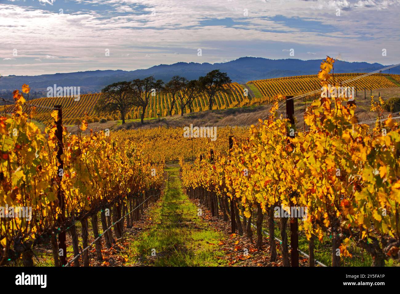 Wnie making hi-res stock photography and images - Alamy