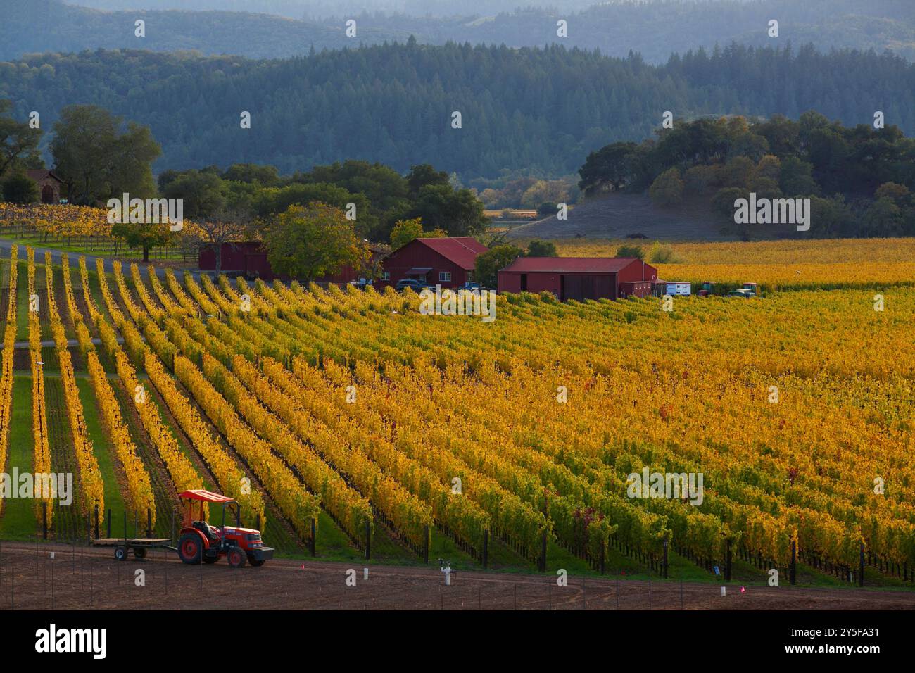 Fall Clors in Napa Valley Vineyard, California Stock Photo - Alamy