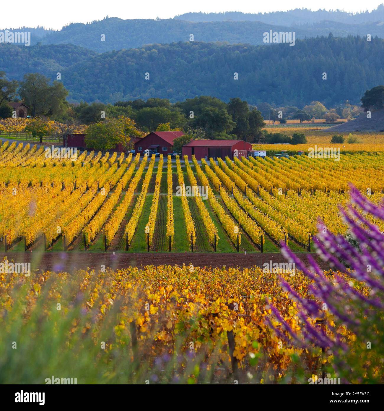 Fall Clors in Napa Valley Vineyard, California Stock Photo - Alamy
