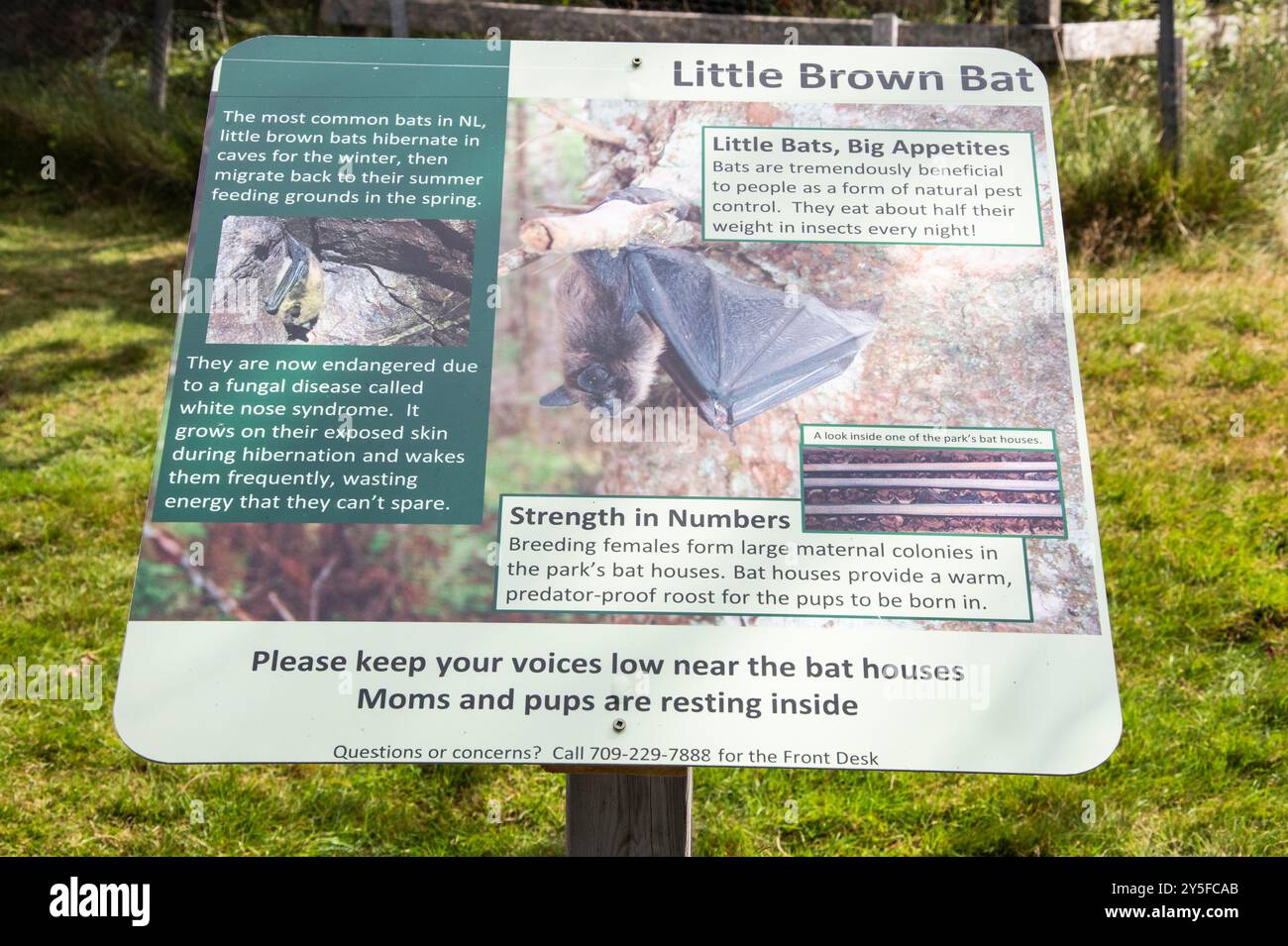 Little brown bat myotis lucifugus hi-res stock photography and images ...