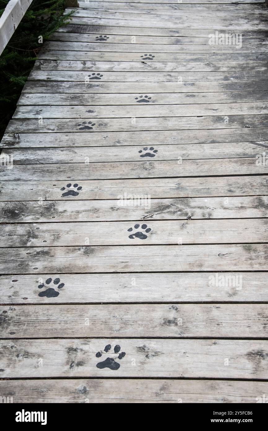 Lynx tracks painted on the wooden boardwalk at Salmonier Nature Park on ...