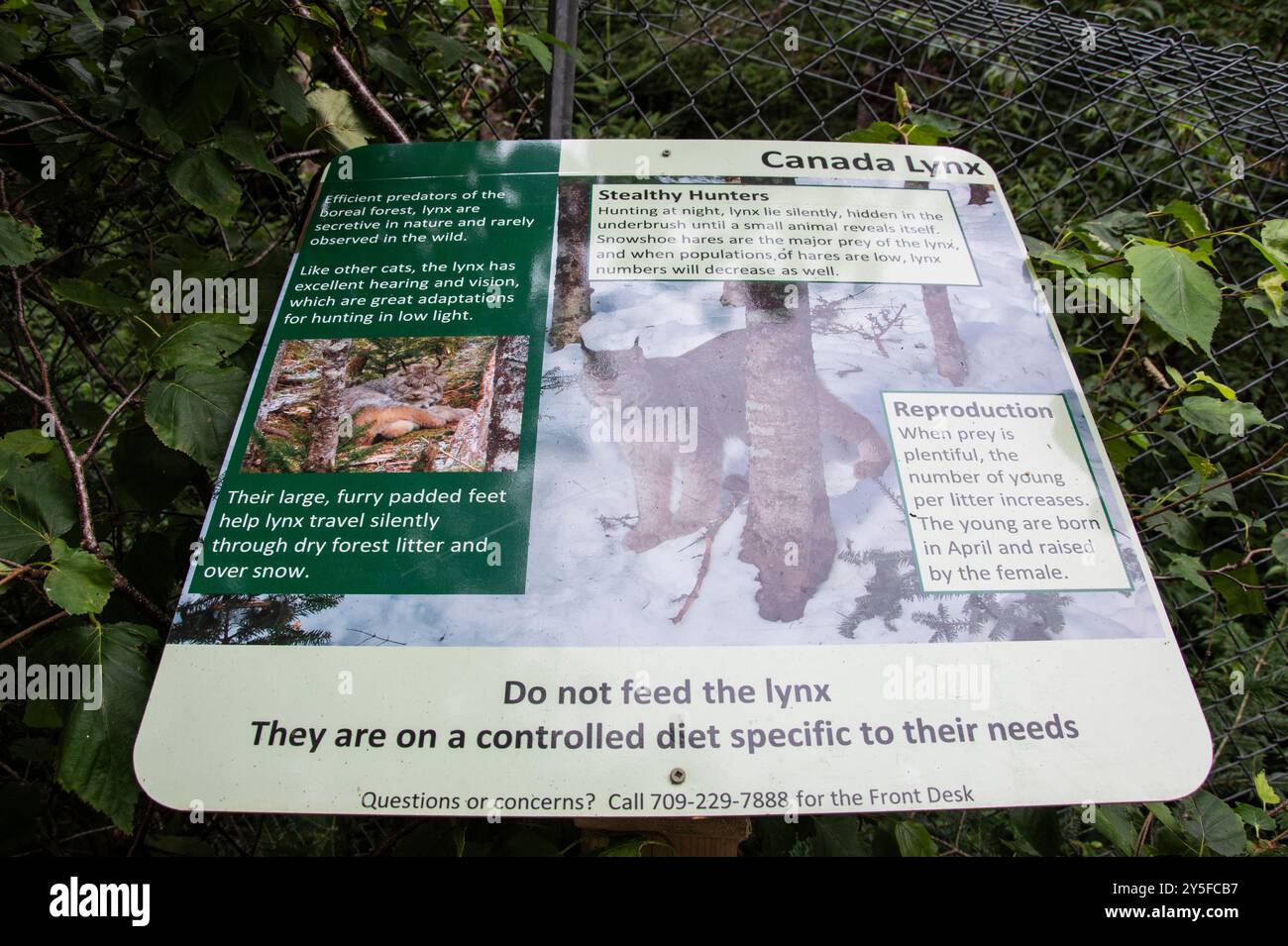Information sign on the Canada lynx at Salmonier Nature Park on NL 90 ...