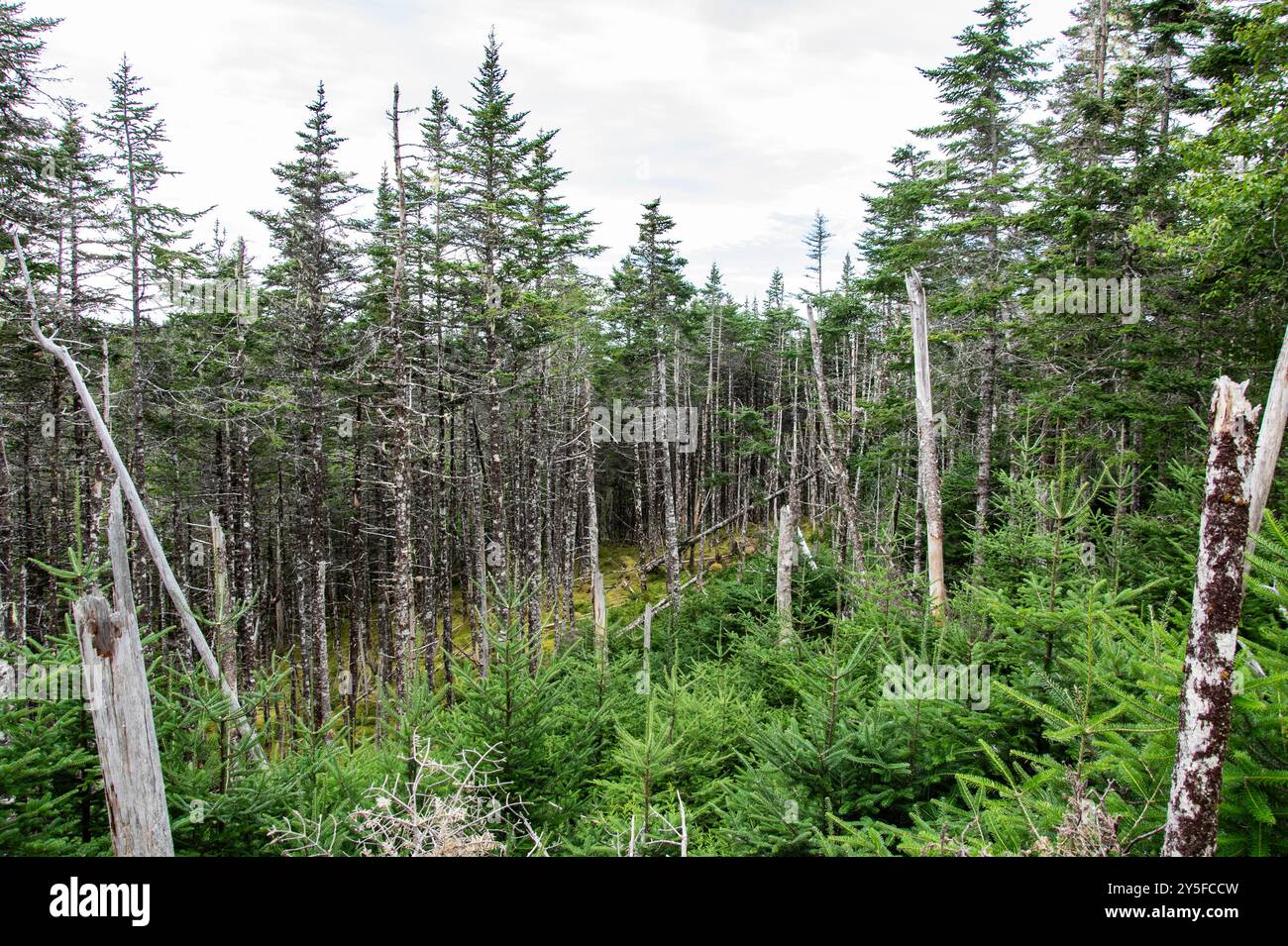 Evergreen forest at Salmonier Nature Park on NL 90 in Holyrood ...