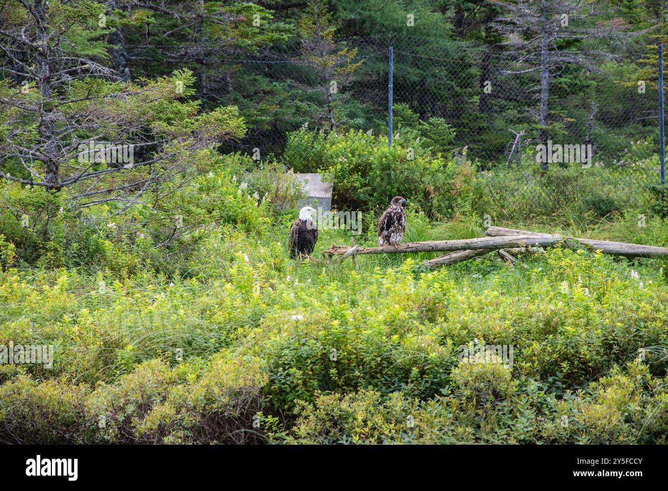 Bald eagle couple at Salmonier Nature Park on NL 90 in Holyrood ...