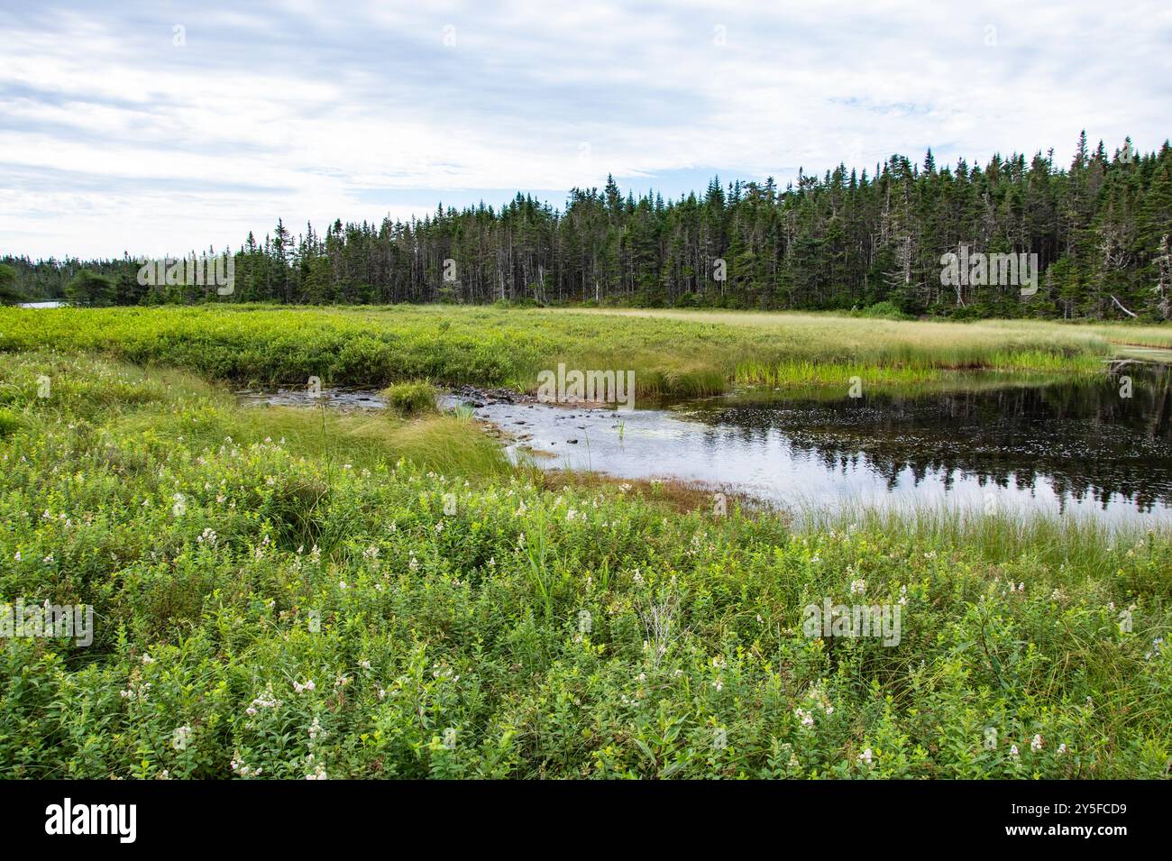 Wetlands at Salmonier Nature Park on NL 90 in Holyrood, Newfoundland ...