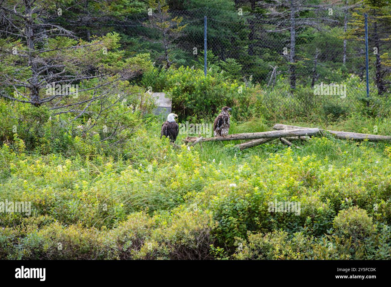 Bald eagle couple at Salmonier Nature Park on NL 90 in Holyrood ...