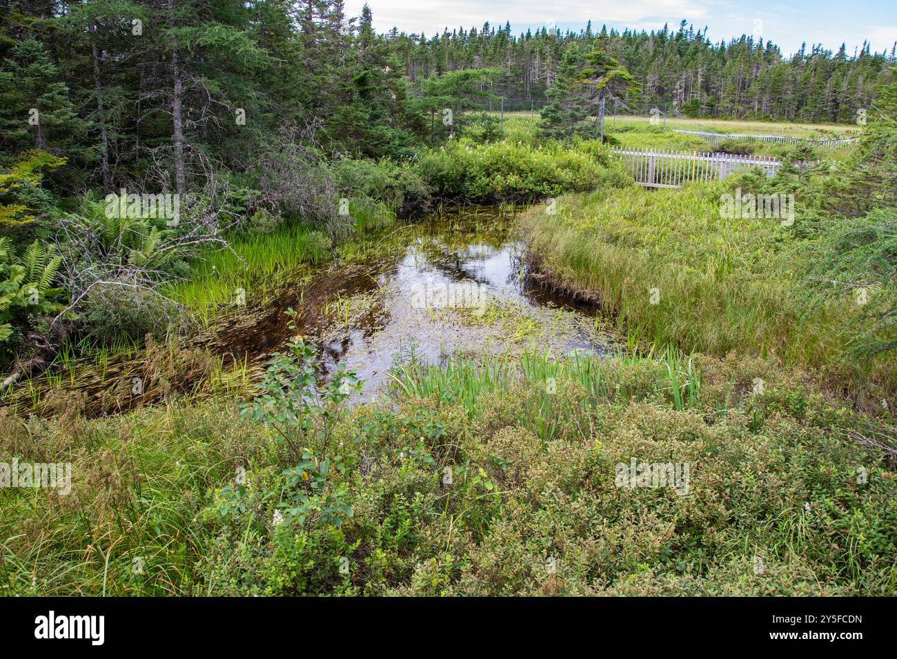 Wetlands at Salmonier Nature Park on NL 90 in Holyrood, Newfoundland ...