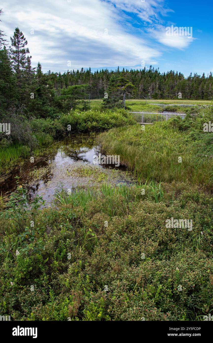 Wetlands at Salmonier Nature Park on NL 90 in Holyrood, Newfoundland ...