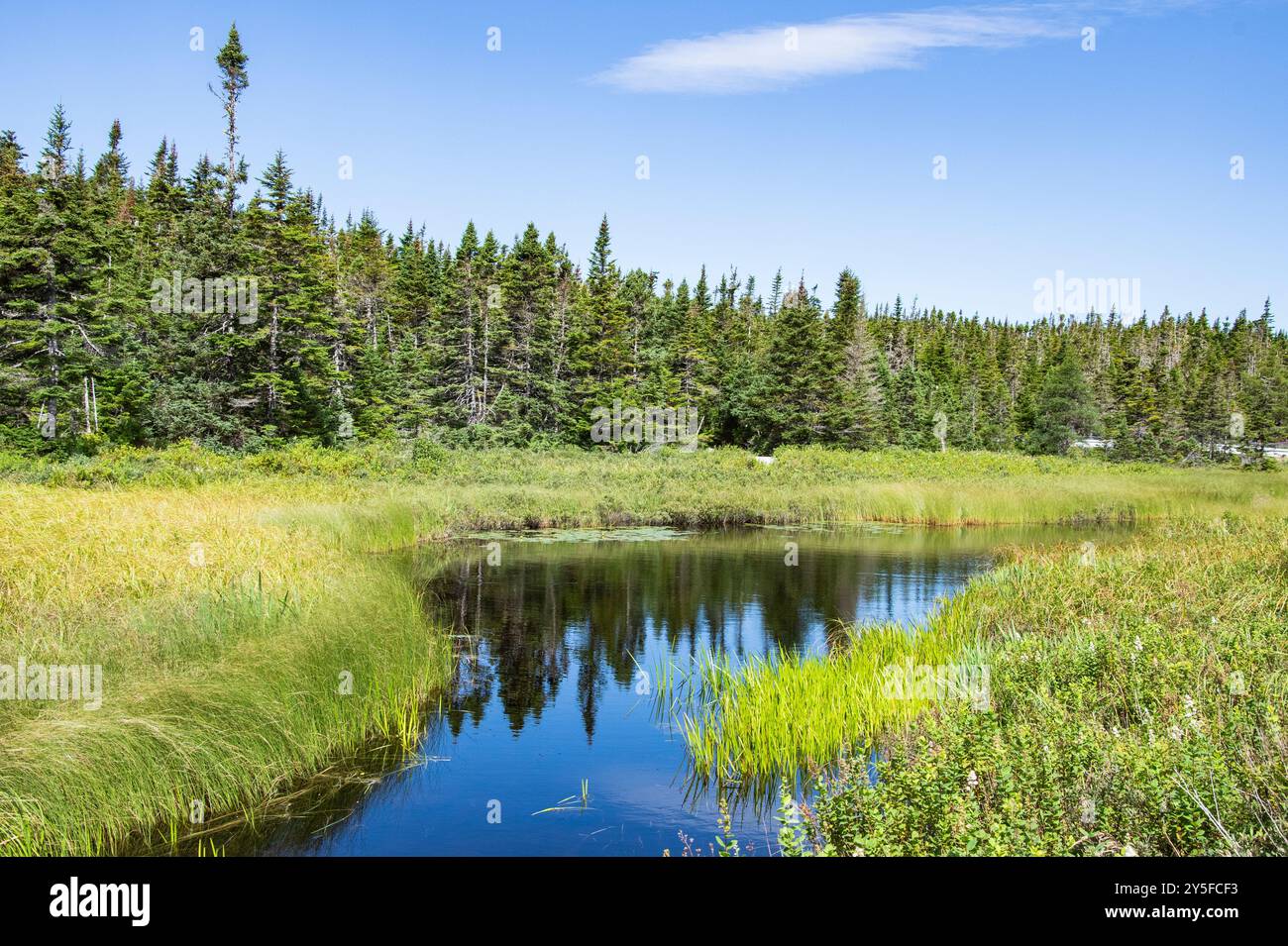 Wetlands at Salmonier Nature Park on NL 90 in Holyrood, Newfoundland ...