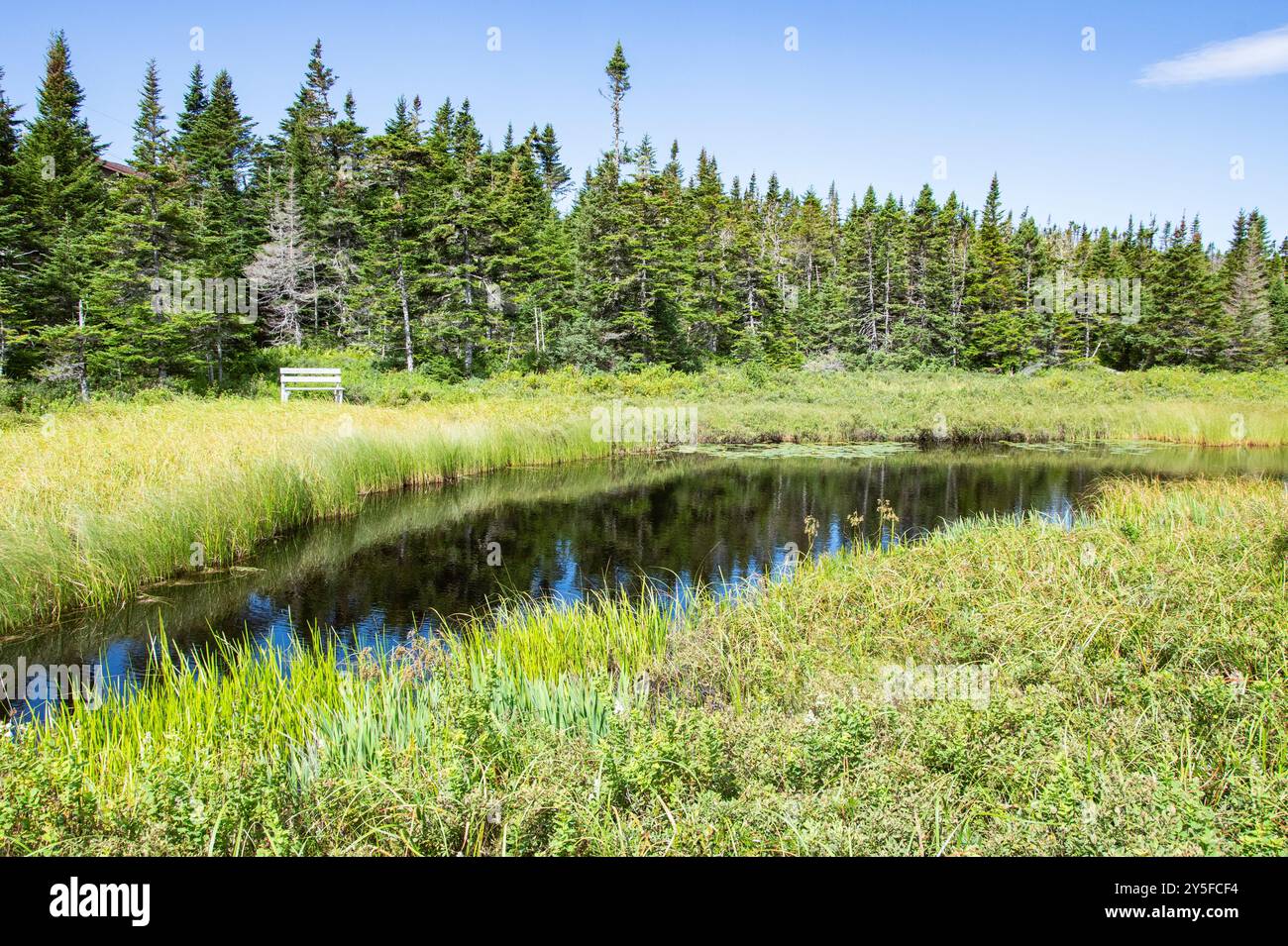 Wetlands at Salmonier Nature Park on NL 90 in Holyrood, Newfoundland ...