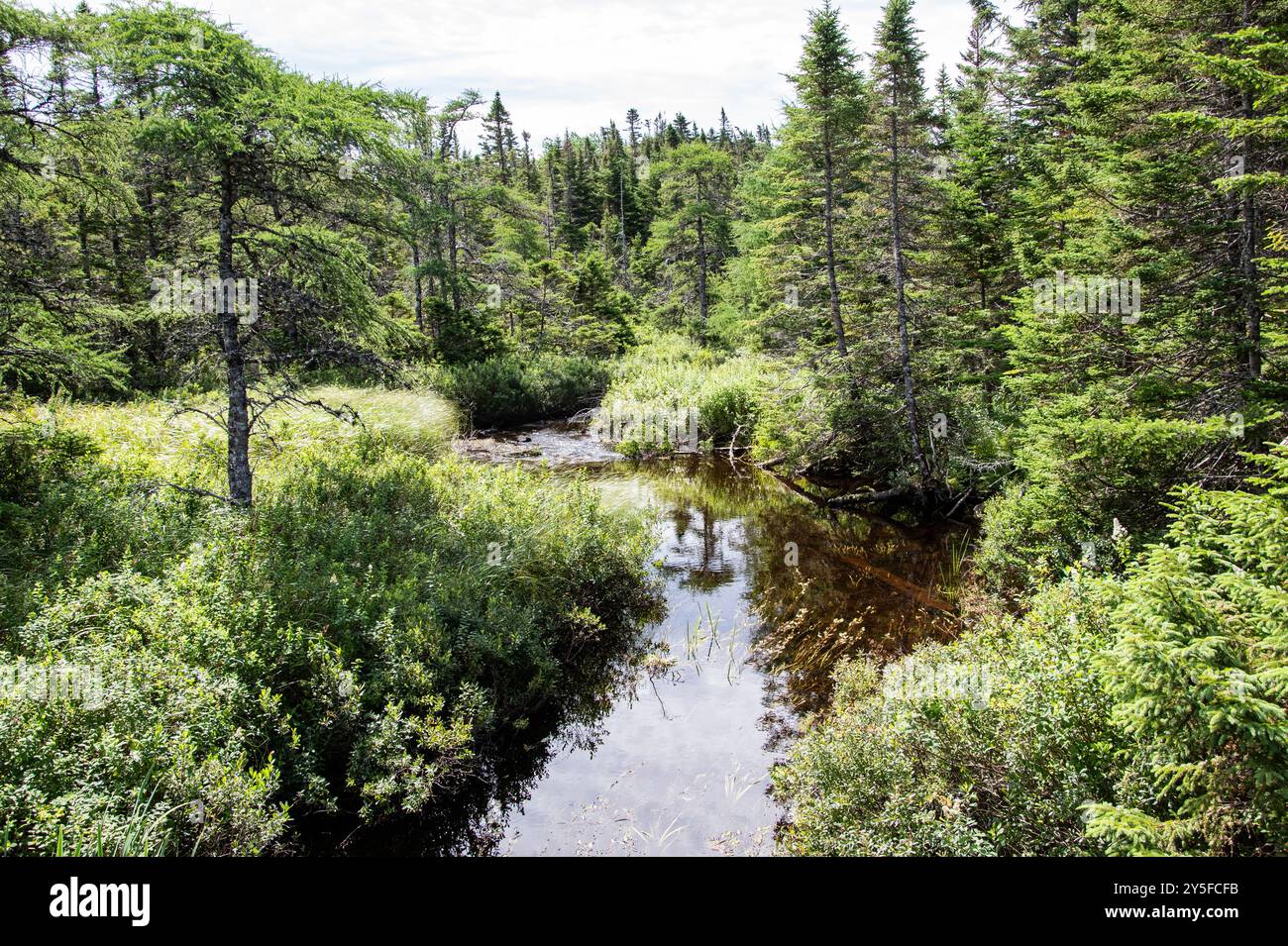 Creek at Salmonier Nature Park on NL 90 in Holyrood, Newfoundland ...