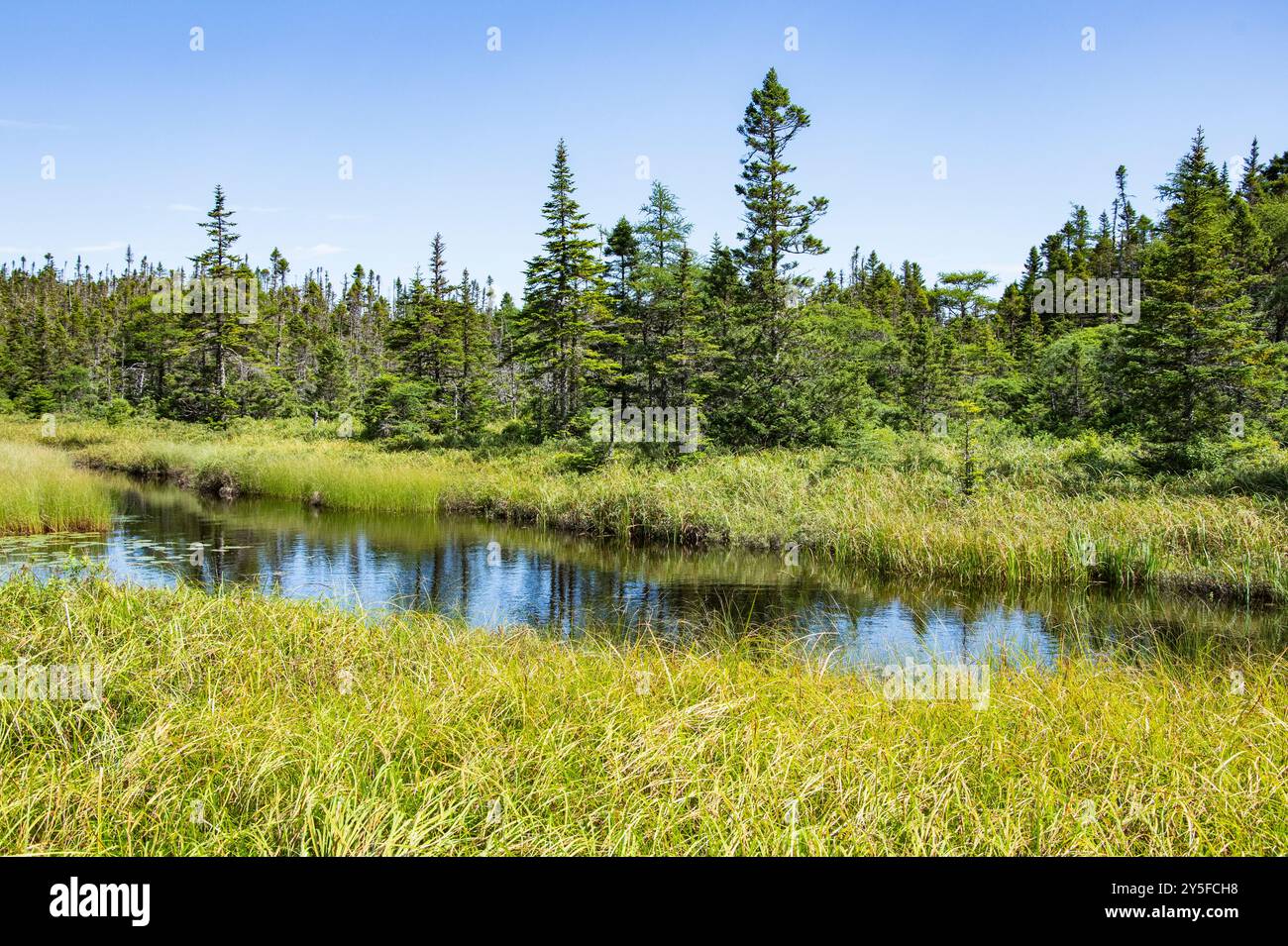 Wetlands at Salmonier Nature Park on NL 90 in Holyrood, Newfoundland ...
