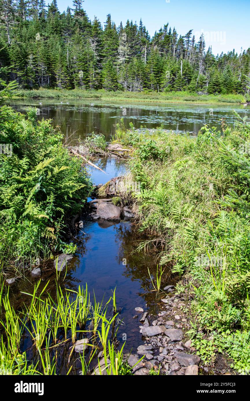 Wetlands at Salmonier Nature Park on NL 90 in Holyrood, Newfoundland ...