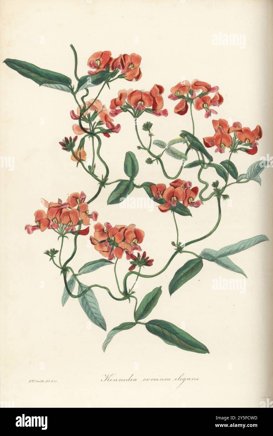Coral vine variety, Kennedia coccinea. Elegant scarlet kennedia ...