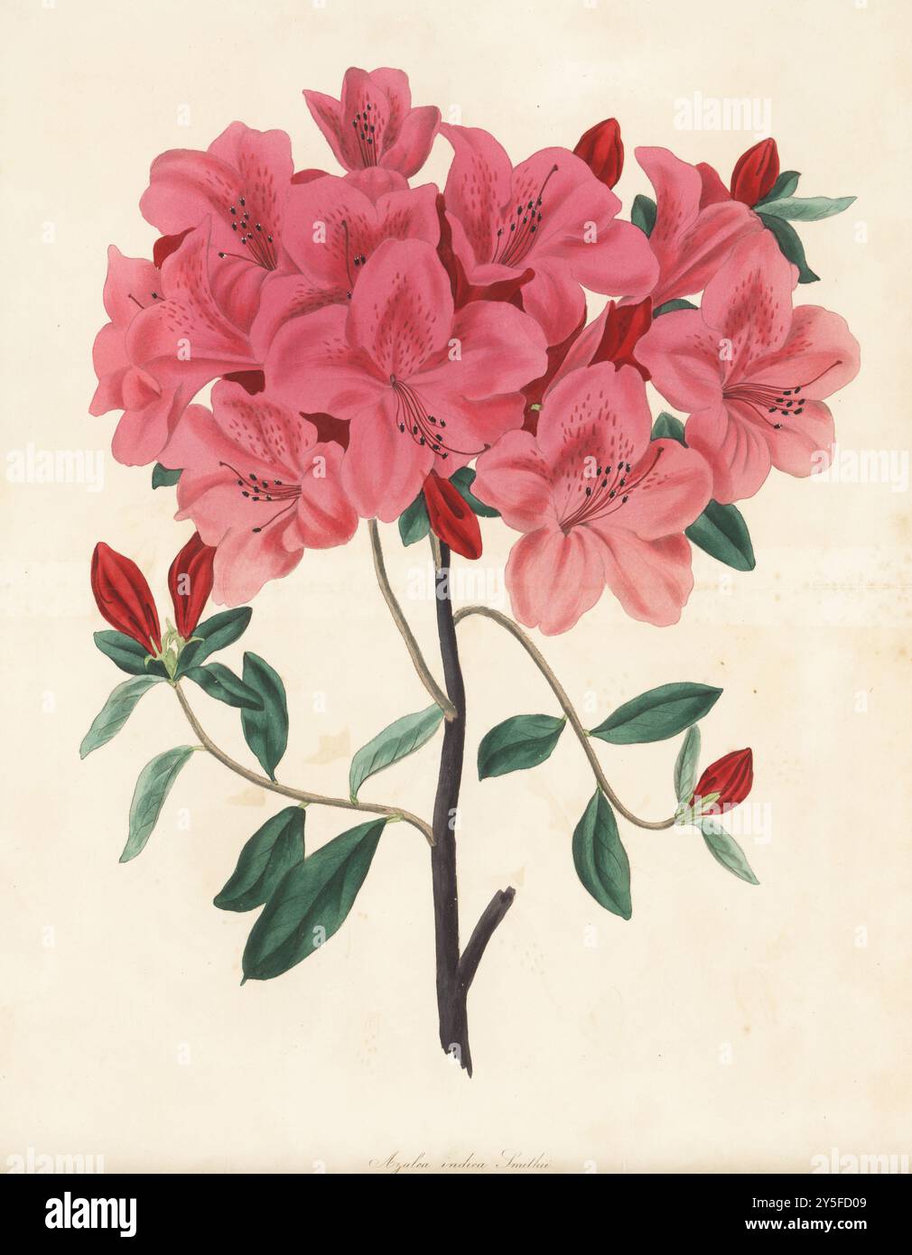 Rhododendron variety of Kirishima tsutsuji, Rhododendron indicum. Mr ...