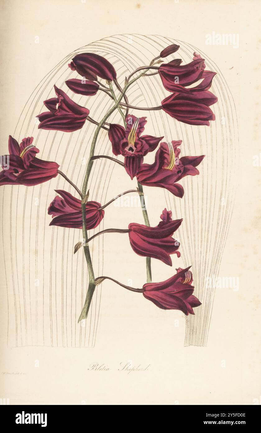 Bletia florida orchid, purple flower and outline of leaf. Mr. Shepherd ...