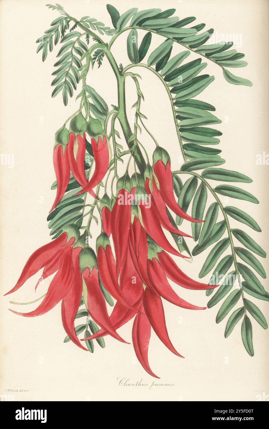 Kowhai illustration hi-res stock photography and images - Alamy