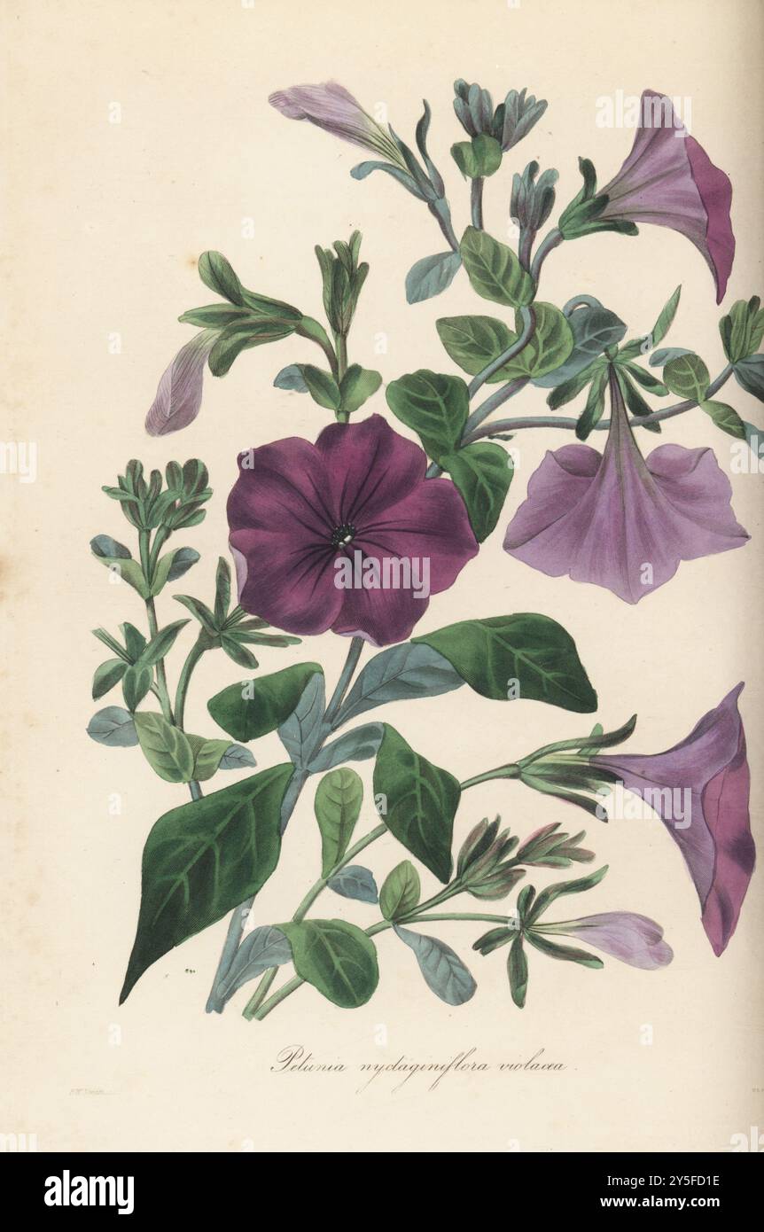 Violet petunia variety, Petunia nyctaginiflora. Violet Marvel-of-Peru ...