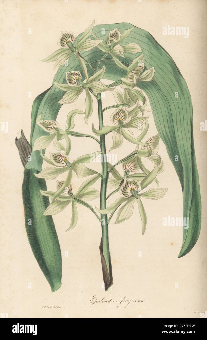 Appendage orchid, Prosthechea fragrans. Sweet-scented epidendron ...