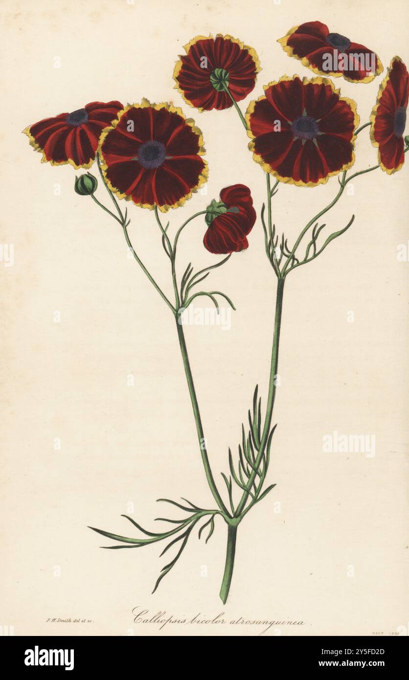 Calliopsis bicolor atrosanguinea hi-res stock photography and images ...