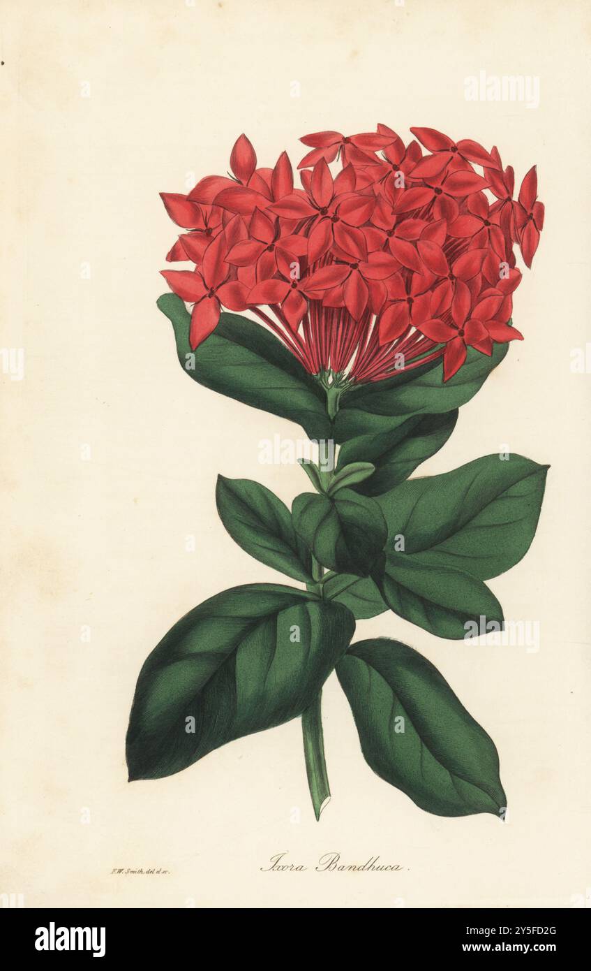 Bandhooka ixora hi-res stock photography and images - Alamy