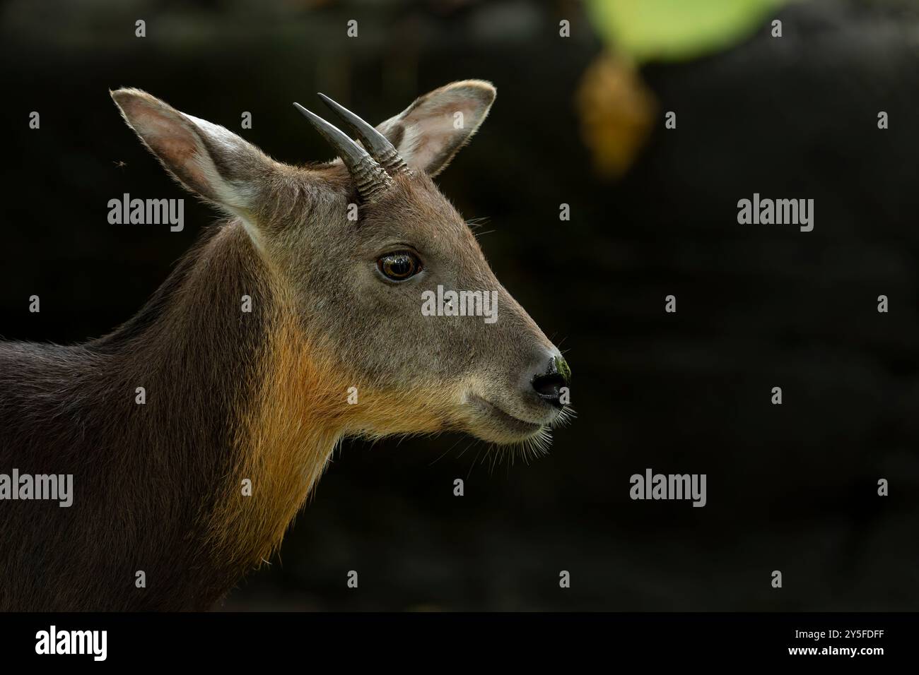 Formosan serow hi-res stock photography and images - Alamy