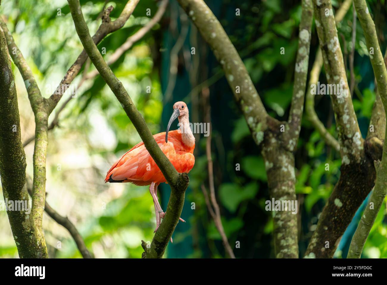 Scarlet ibis species in hi-res stock photography and images - Alamy
