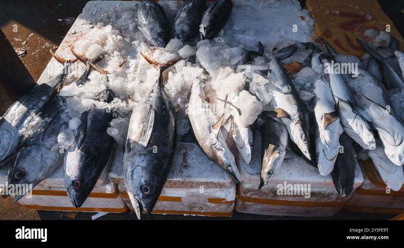 Fresh fish tuna and sharks on the counter at the street seafood market ...