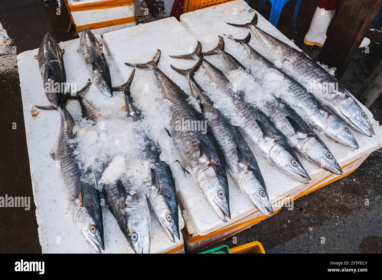 Fresh barracuda fish market hi-res stock photography and images - Alamy