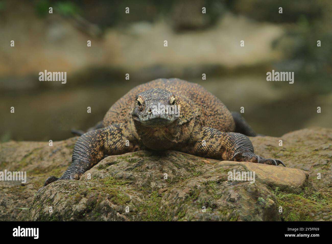 Komodo iguana hi-res stock photography and images - Alamy