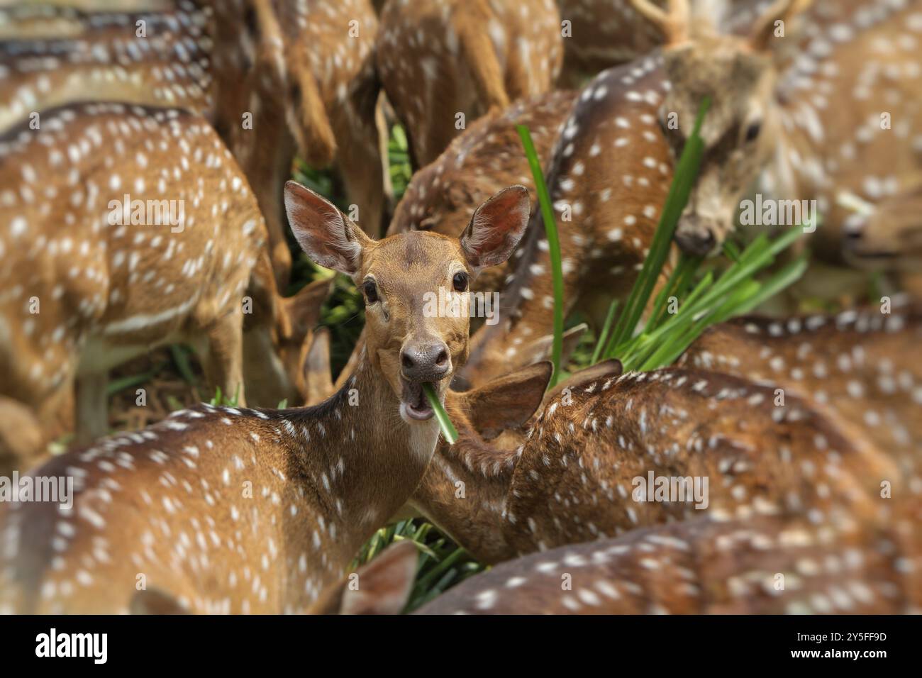 Pattern axis hi-res stock photography and images - Alamy