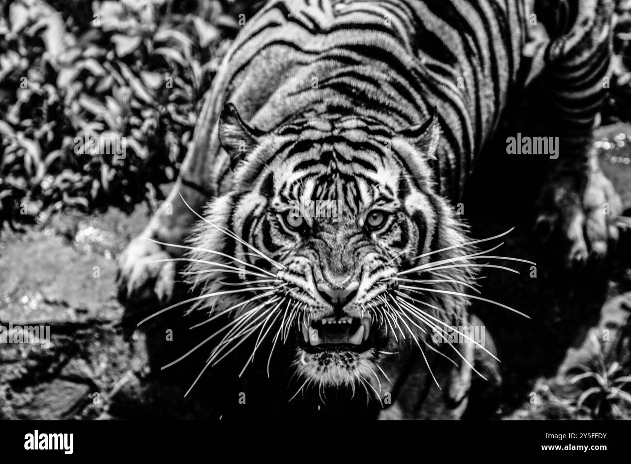 People tiger zoo Black and White Stock Photos & Images - Alamy