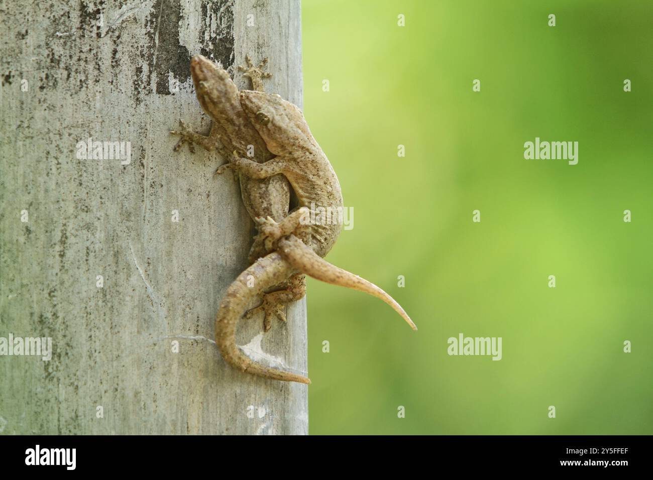 Dragon mating hi-res stock photography and images - Alamy