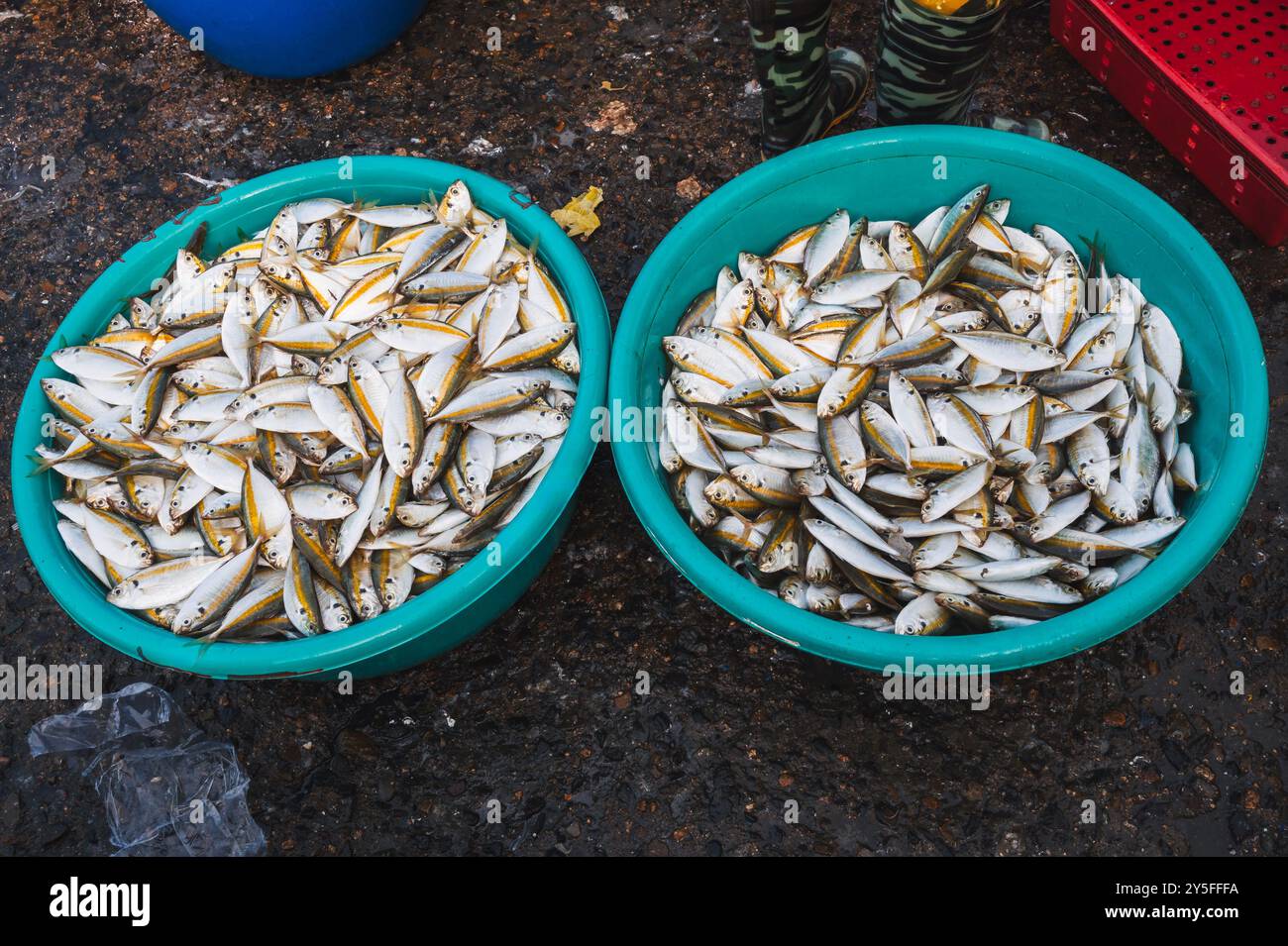 traditional fresh Vietnamese sea fish in basins at the street fish ...